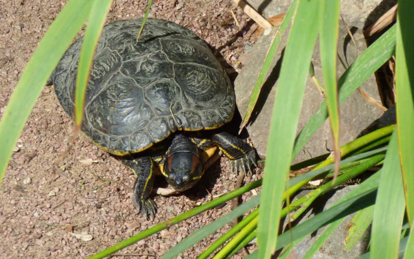 [60+] Turtle 4k Wallpapers