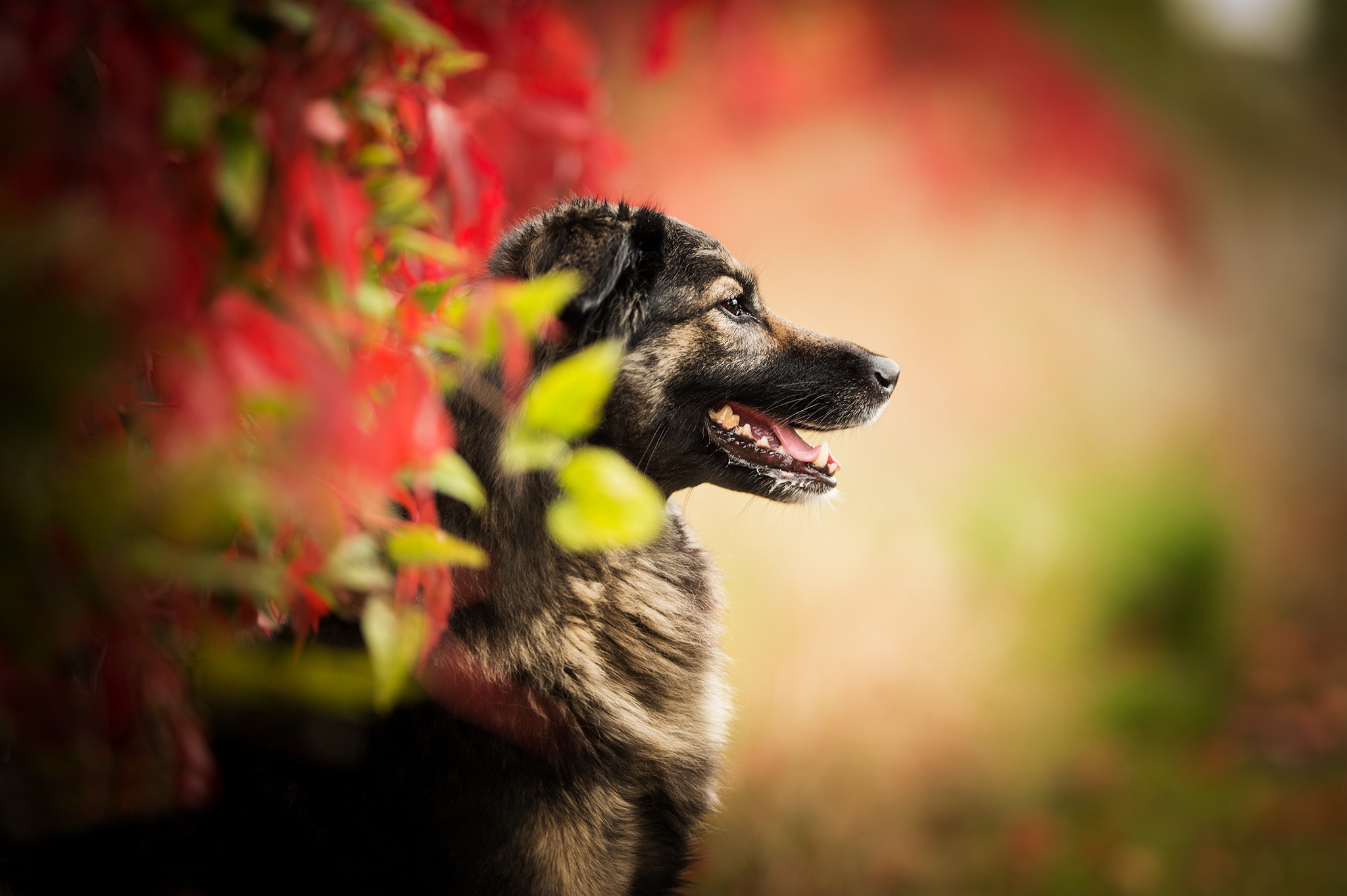 Majestic German Shepherd Puppy in Vibrant Autumn Surroundings – HD ...