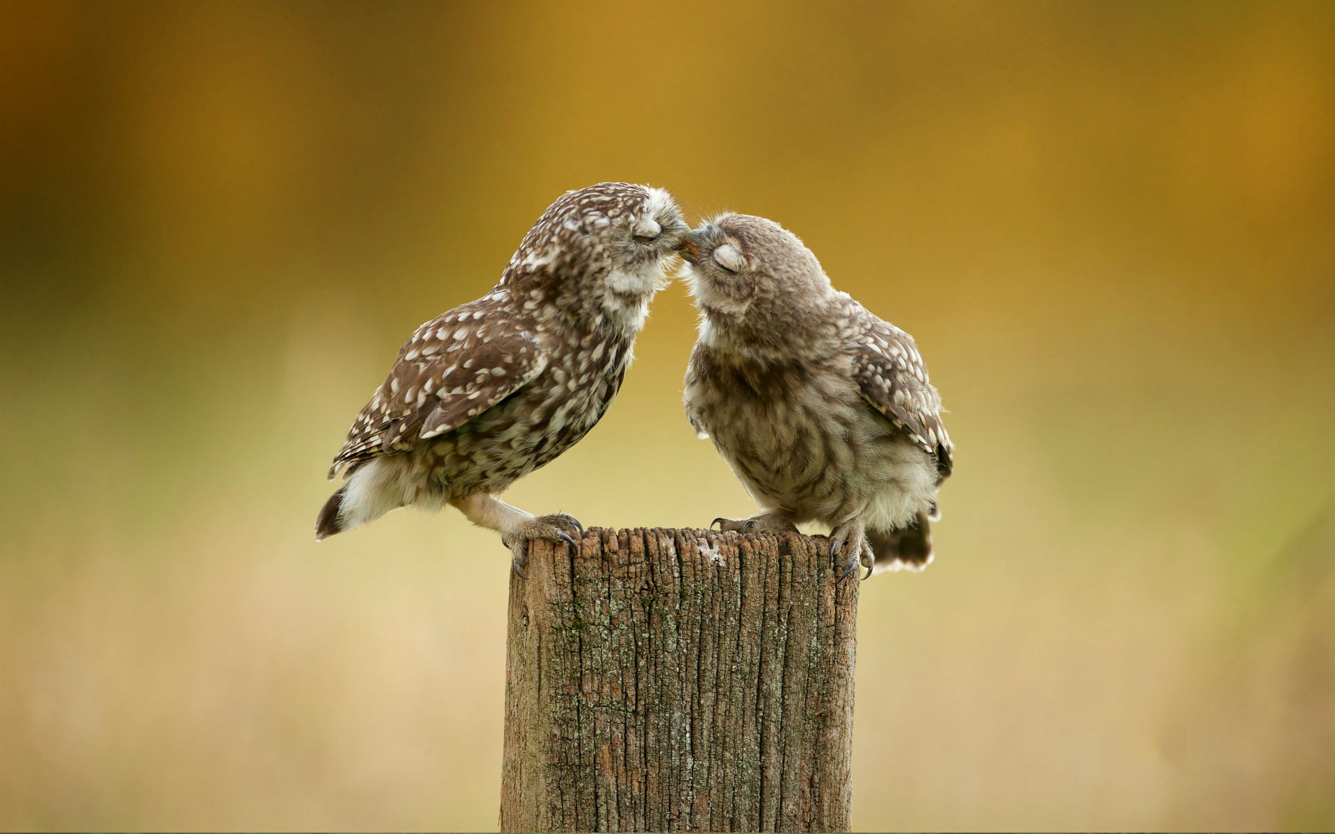 Burrowing Owl Love: HD Wildlife Wallpaper Bliss