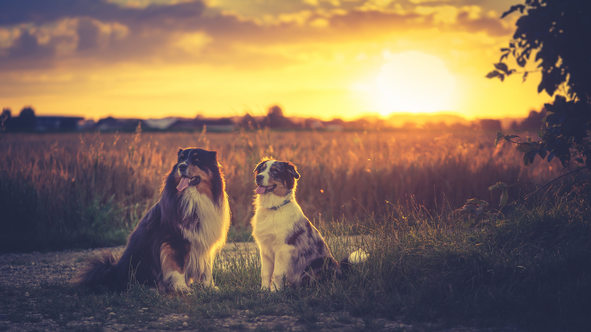 Australian Shepherd HD Wallpaper