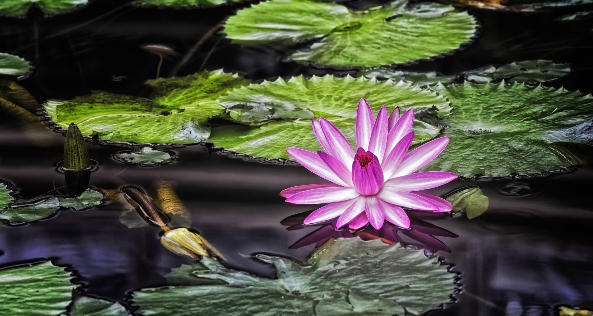 Serene Pink Lotus Bloom on Water – HD Nature Wallpaper | 2048x1092 ...