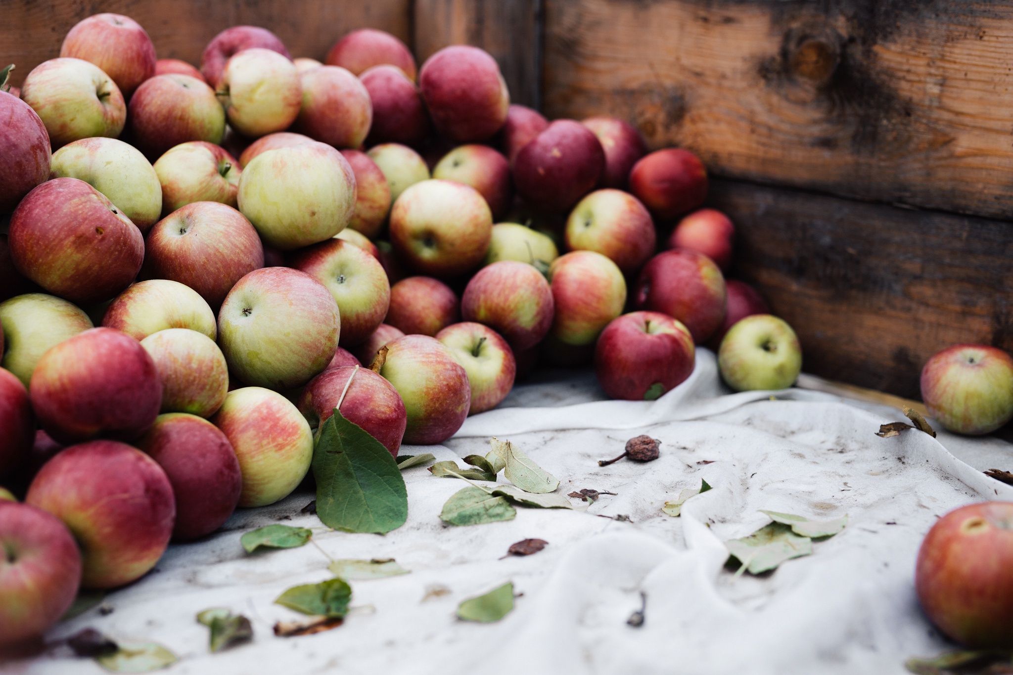 Food Apple HD Wallpaper
