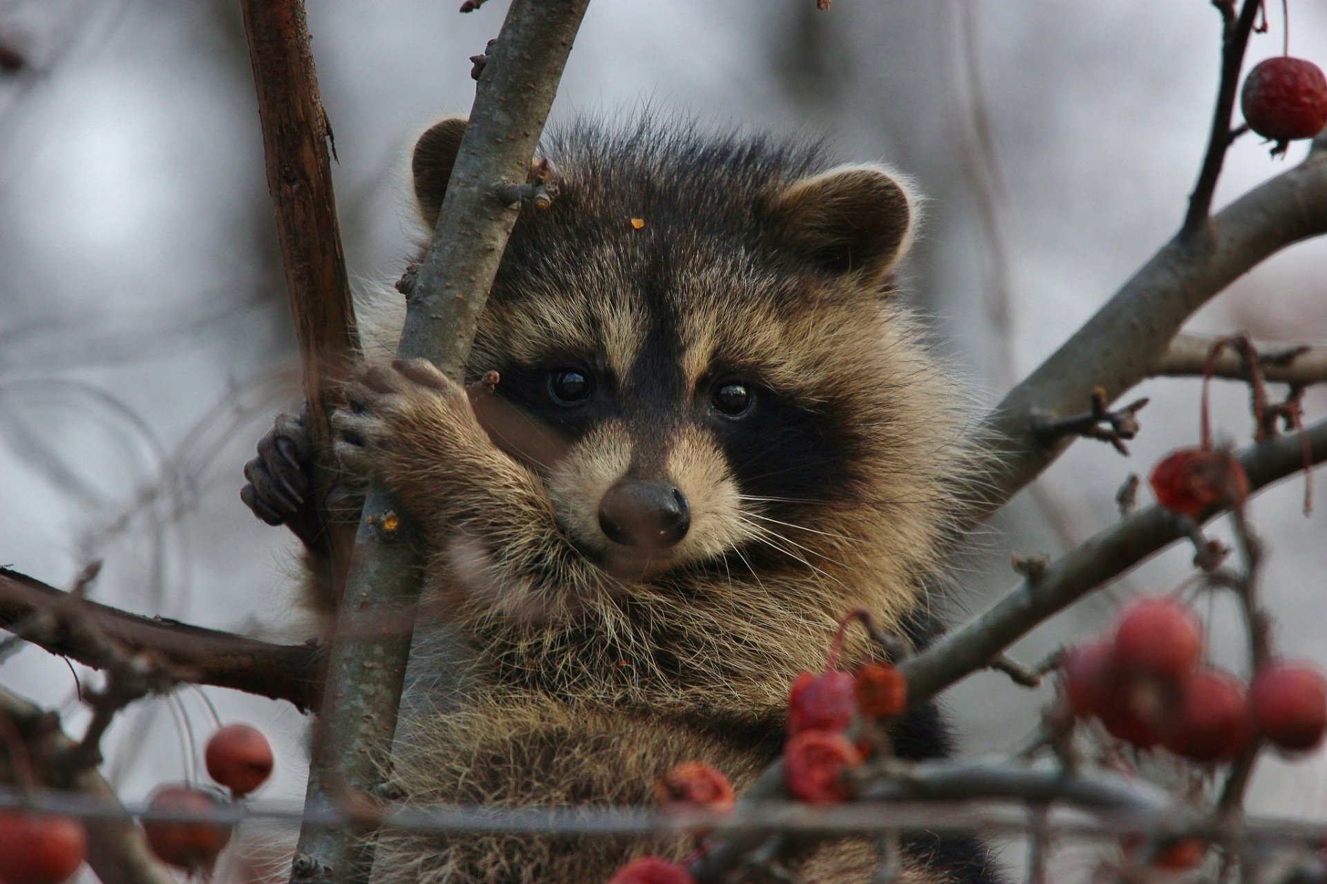 Intense Raccoon Gaze: HD Animal Stare in Nature