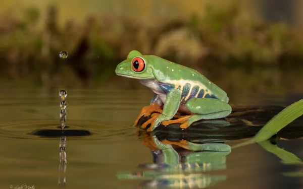 Download Close-up Amphibian Animal Frog 4k Ultra HD Wallpaper
