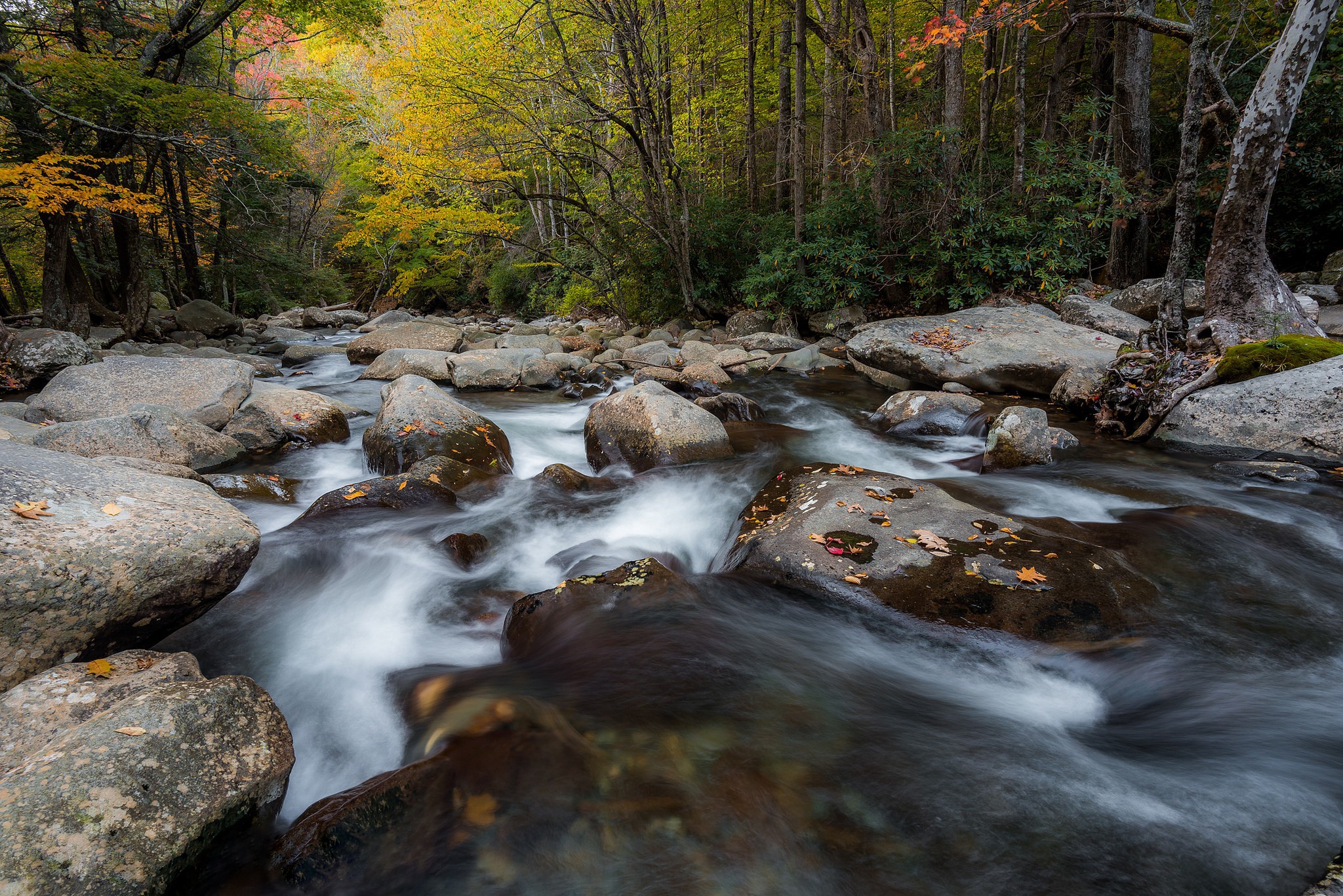 Download Forest Nature Stream HD Wallpaper