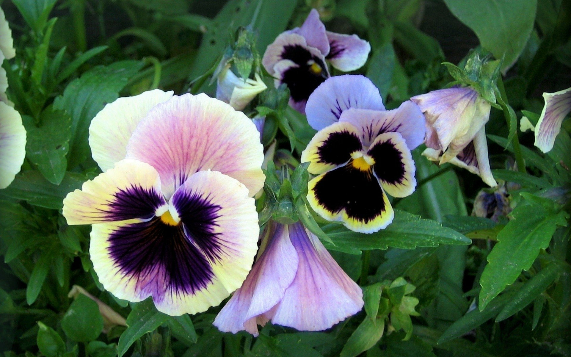 Download Leaf Flower Nature Pansy HD Wallpaper