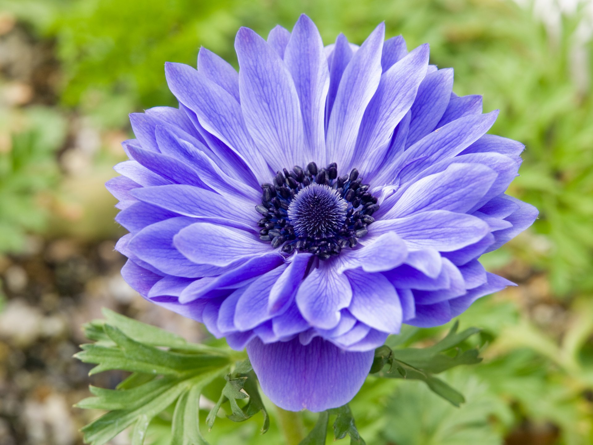Download Blue Flower Flower Nature Anemone HD Wallpaper