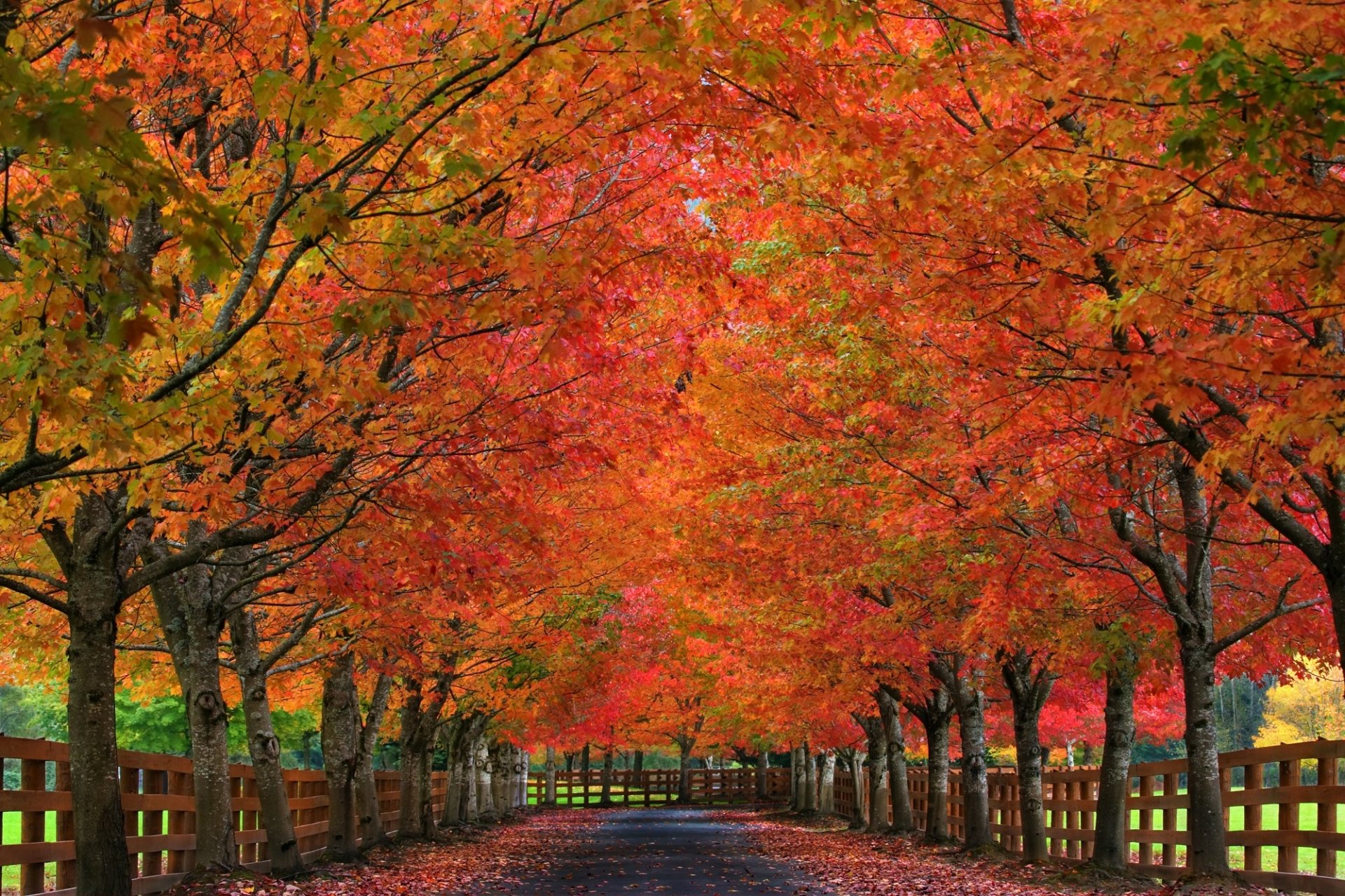 Download Fence Tree-lined Fall Tree Man Made Path HD Wallpaper
