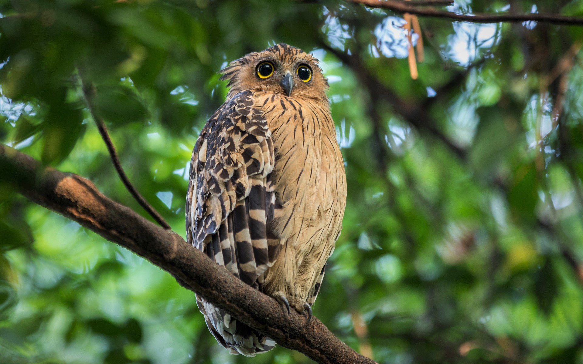 Majestic Owl Perched on Branch – HD Wildlife Wallpaper