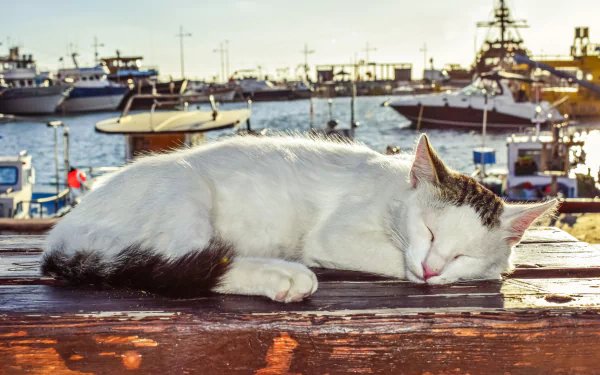 [200+] Sleeping 4k Wallpapers