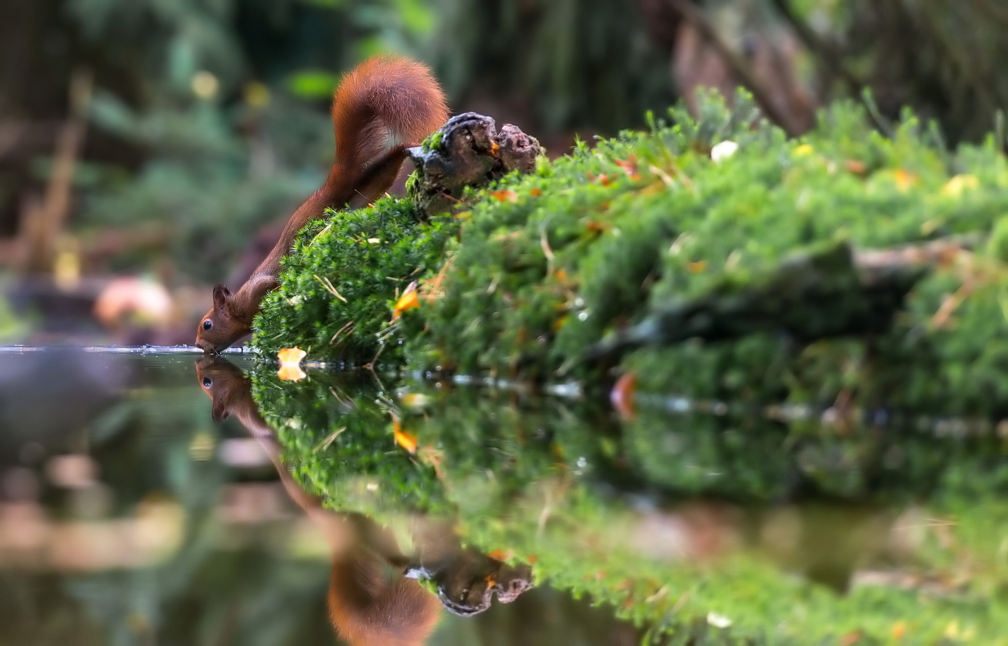 Download Moss Water Reflection Rodent Animal Squirrel HD Wallpaper