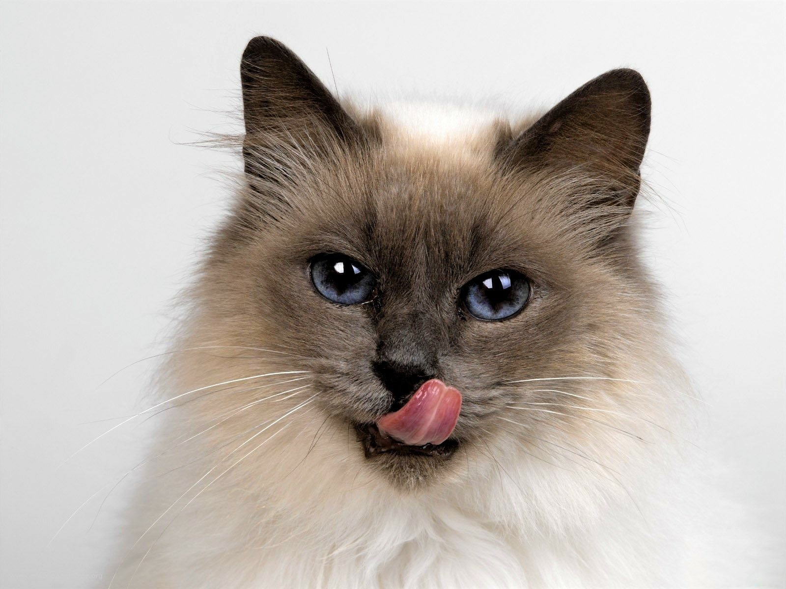 Himalayan Cat Delight: HD Wallpaper of an Adorable Blue-Eyed Feline Charm