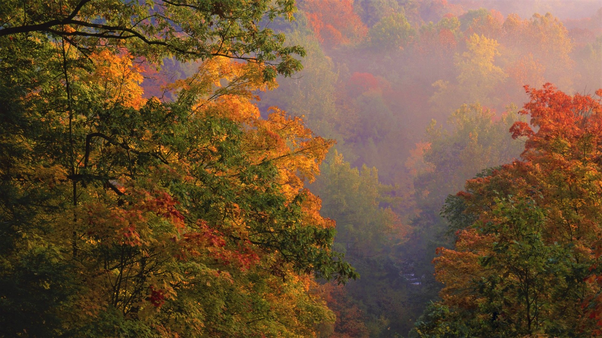 Ohio Autumn Forest HD: Vibrant Fall Nature Wallpaper