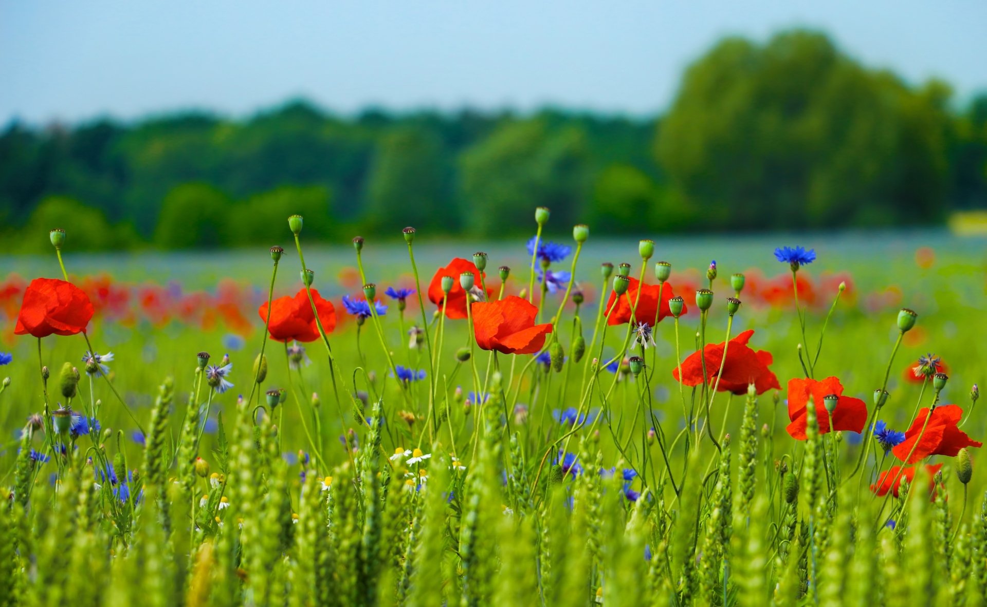 Download Field Depth Of Field Summer Red Flower Flower Nature Poppy 4k ...