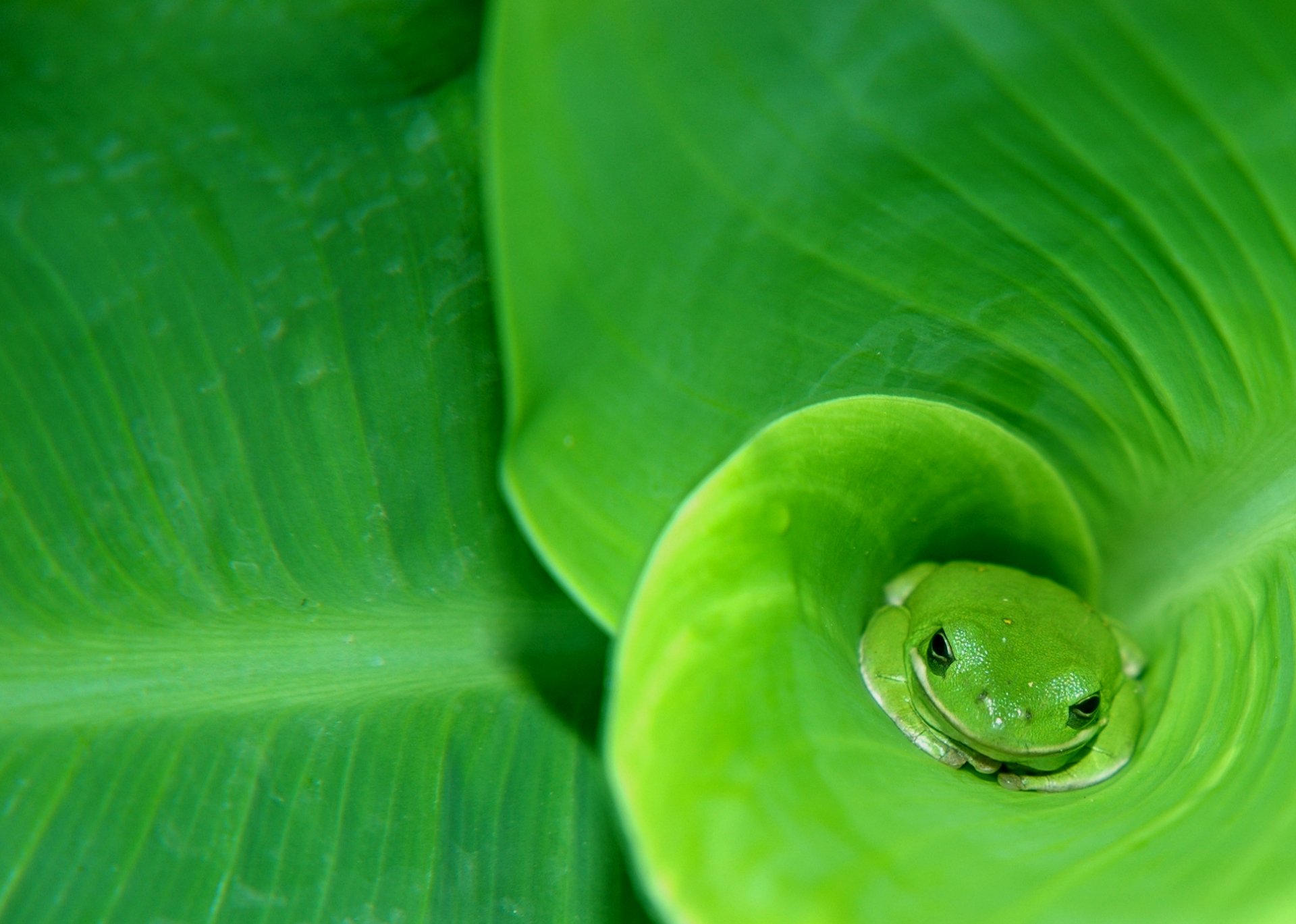 Download Animal Frog HD Wallpaper