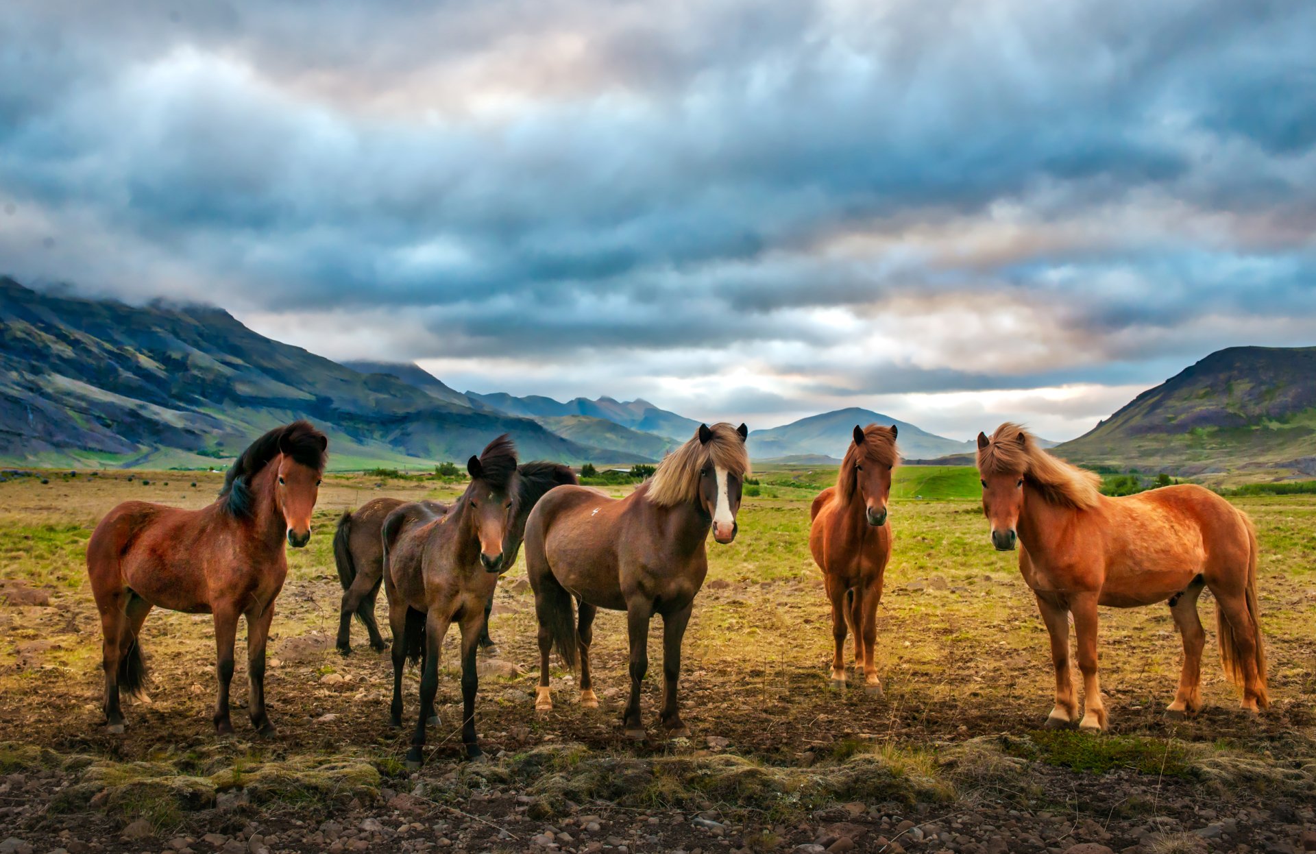 Majestic Horses in Cloudy Landscape - HD Wallpaper