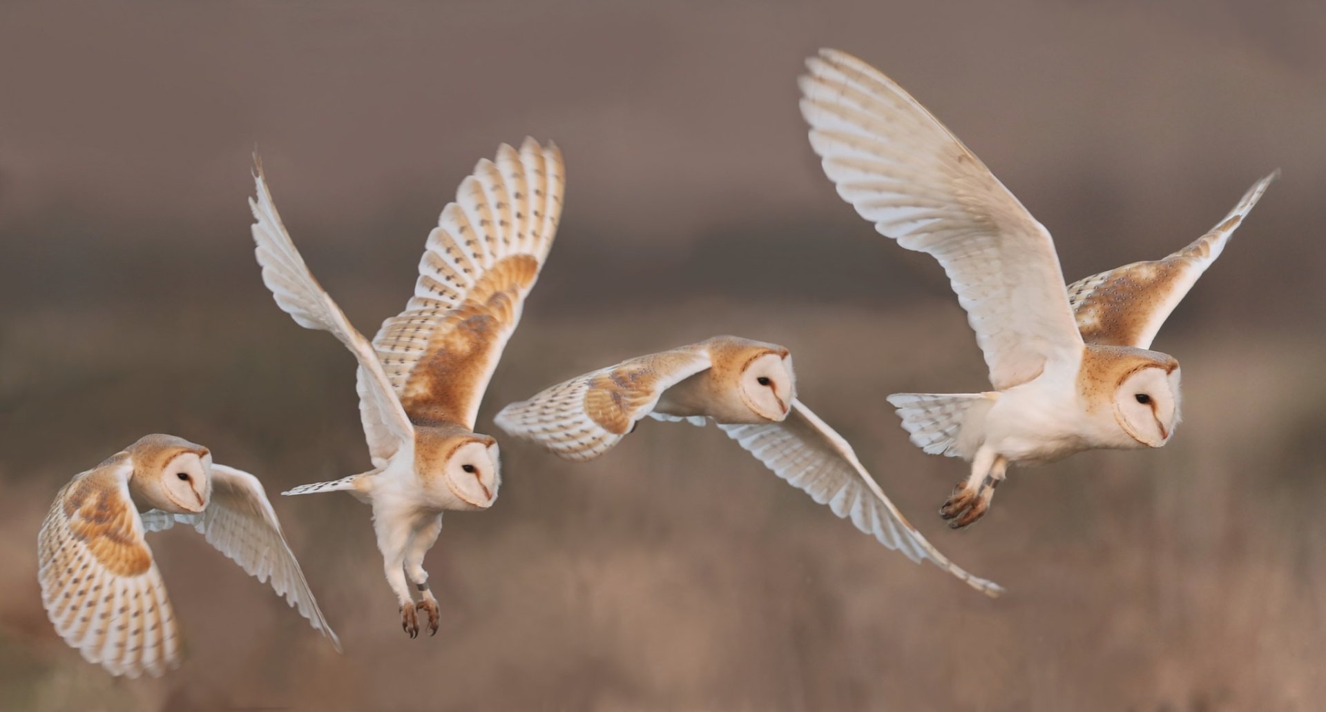 Majestic Barn Owl in Flight – Stunning HD Animal Wallpaper