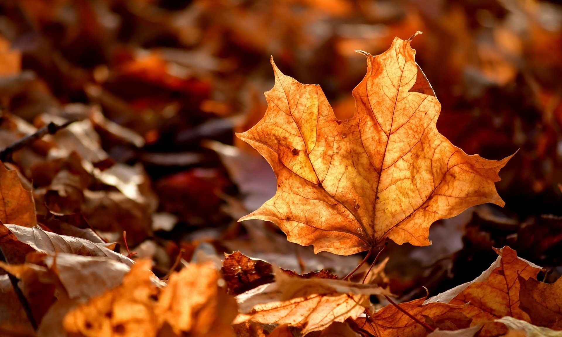 Vibrant Fall Leaf Close-Up – Stunning HD Nature Wallpaper