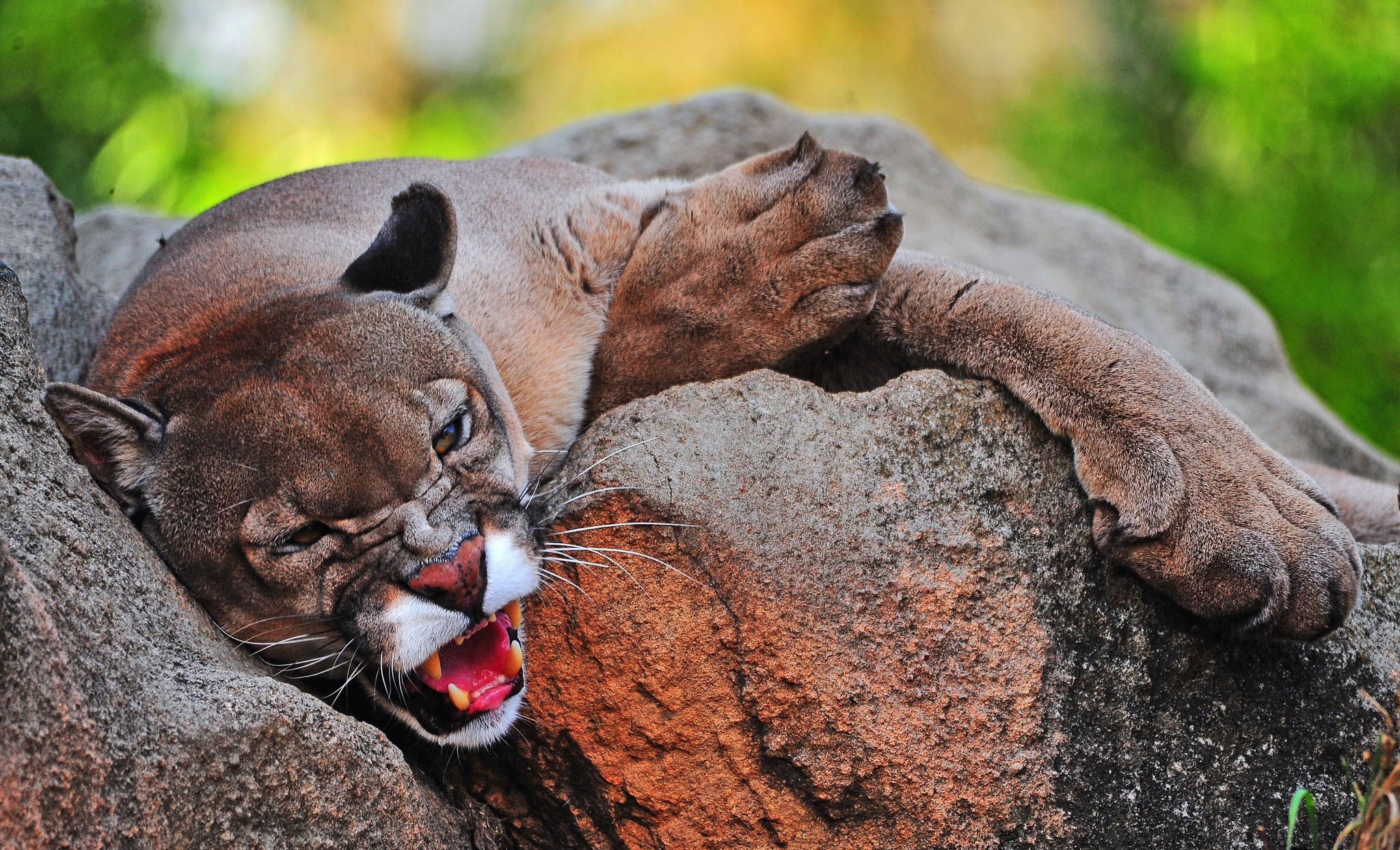 Cougar Cubs Hd Wallpapers