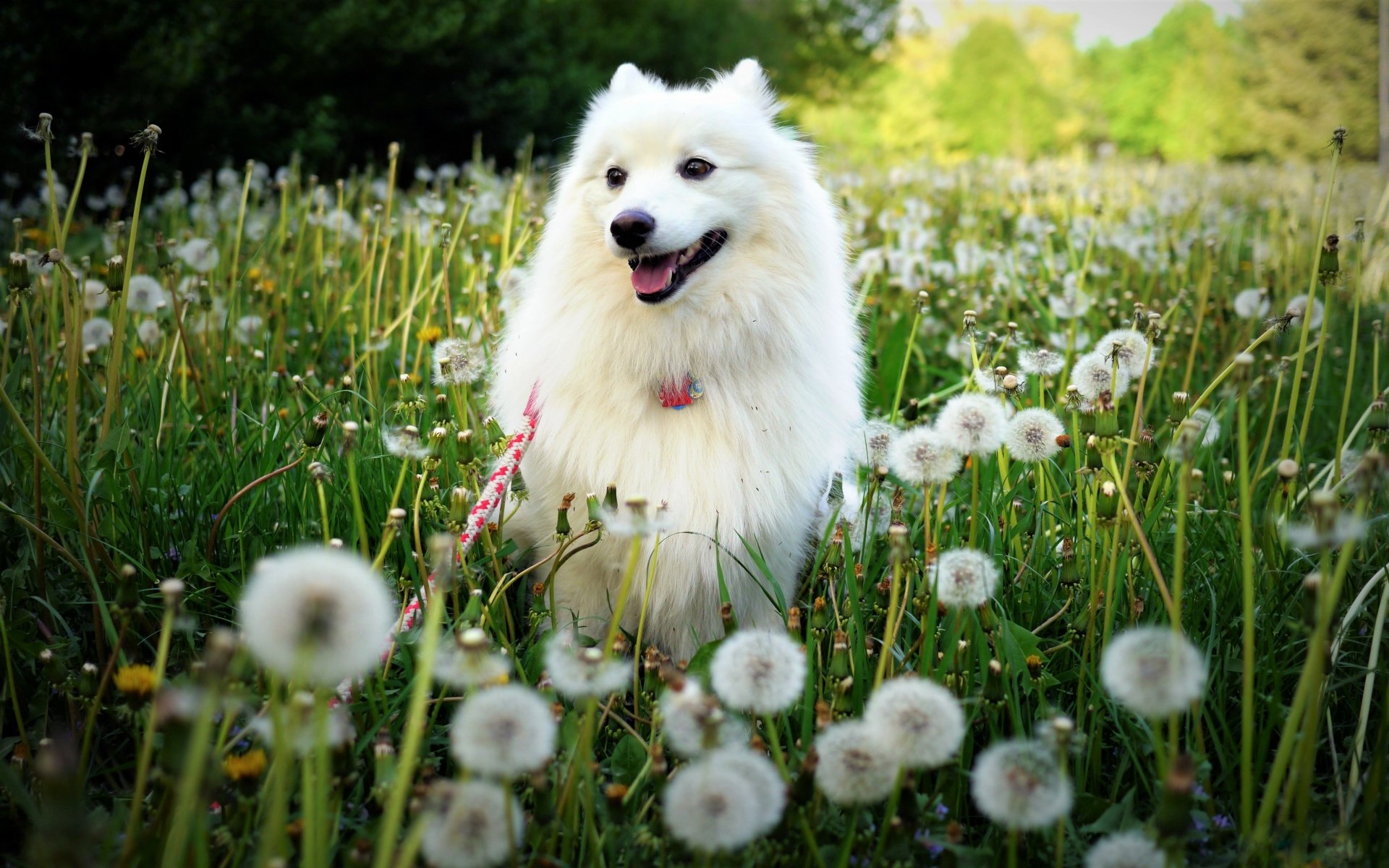 Download Dandelion Field Dog Animal Spitz 4k Ultra HD Wallpaper