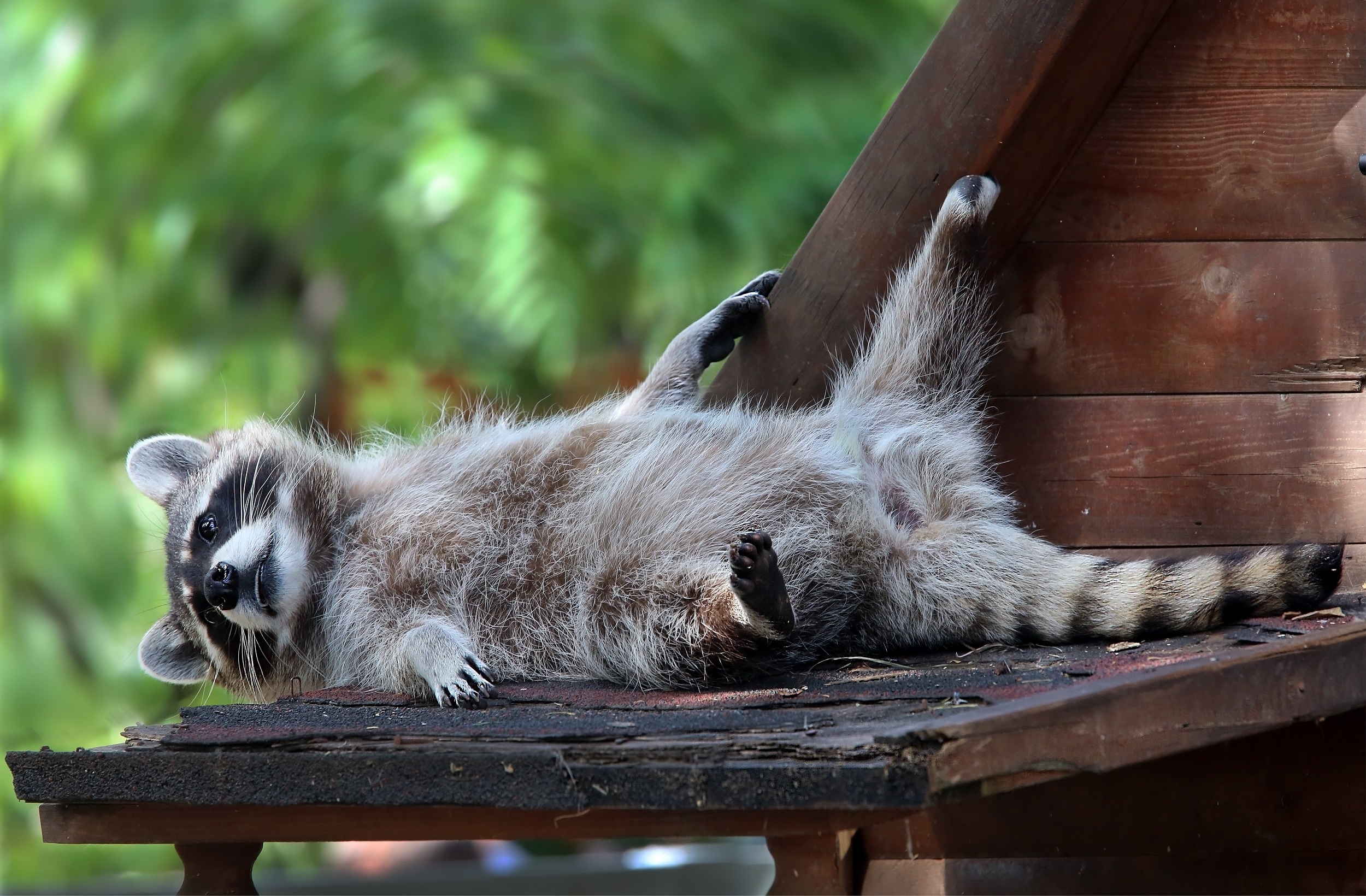 Download Animal Raccoon HD Wallpaper