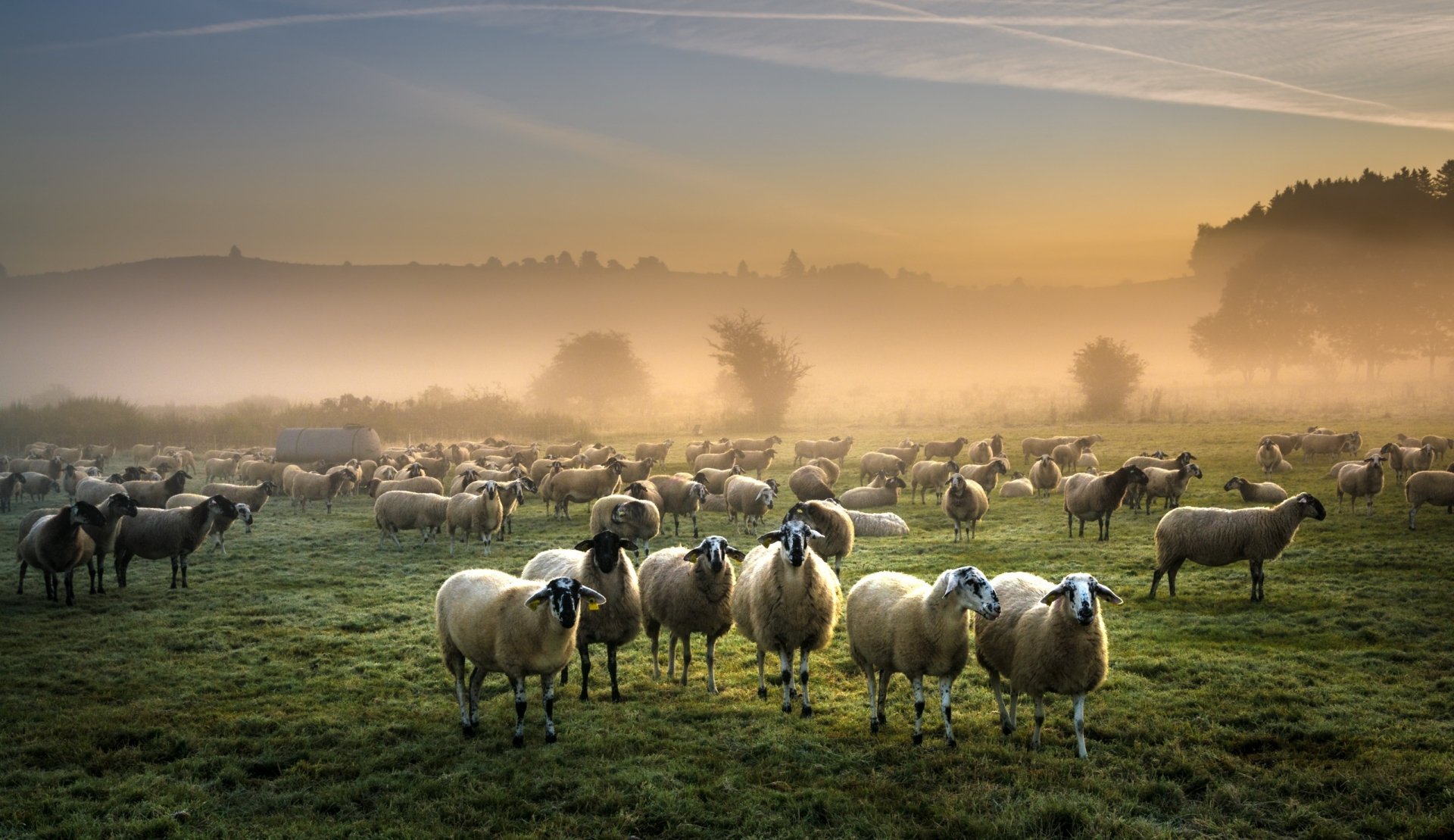 Misty Morning Herd: HD Sheep in Fogscape Wallpaper