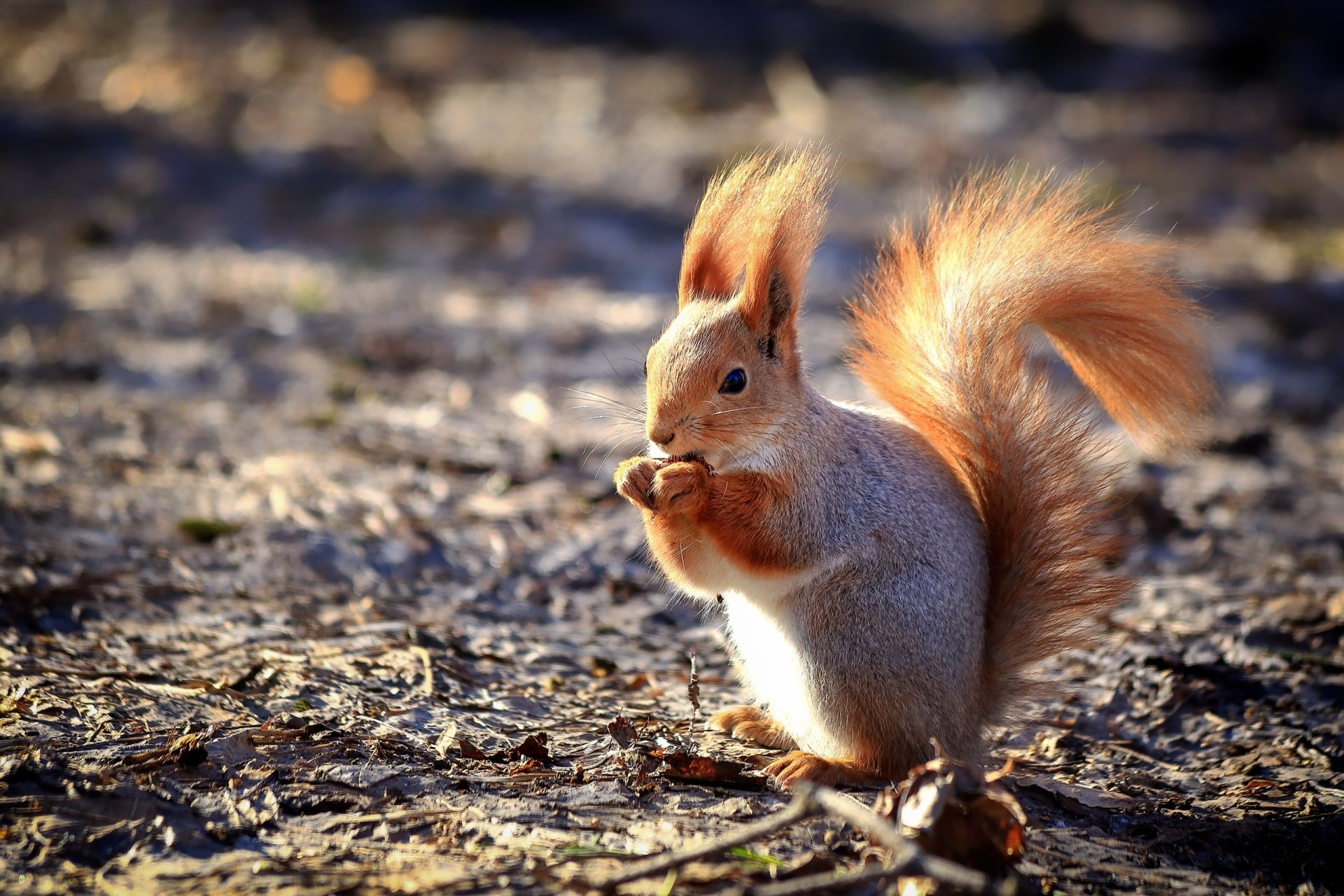 Majestic Squirrel HD Wallpaper – Charming Rodent in Natural Light