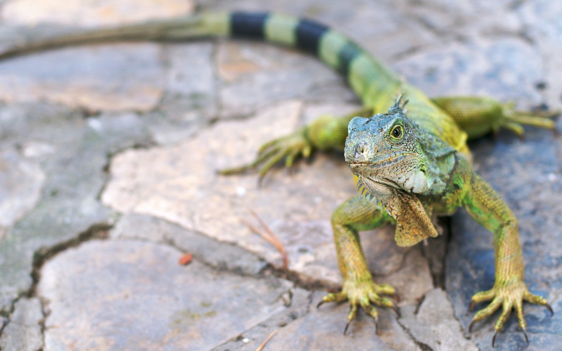 Wallpaper Iguana Skin Iguana Full HD Wallpaper And Background Image