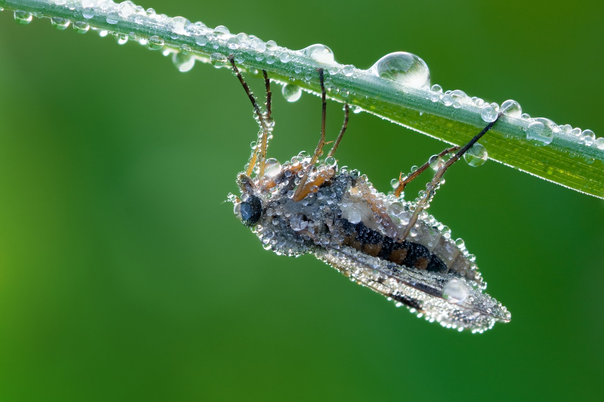 Download Dew Animal Fly HD Wallpaper by Richard Bartz