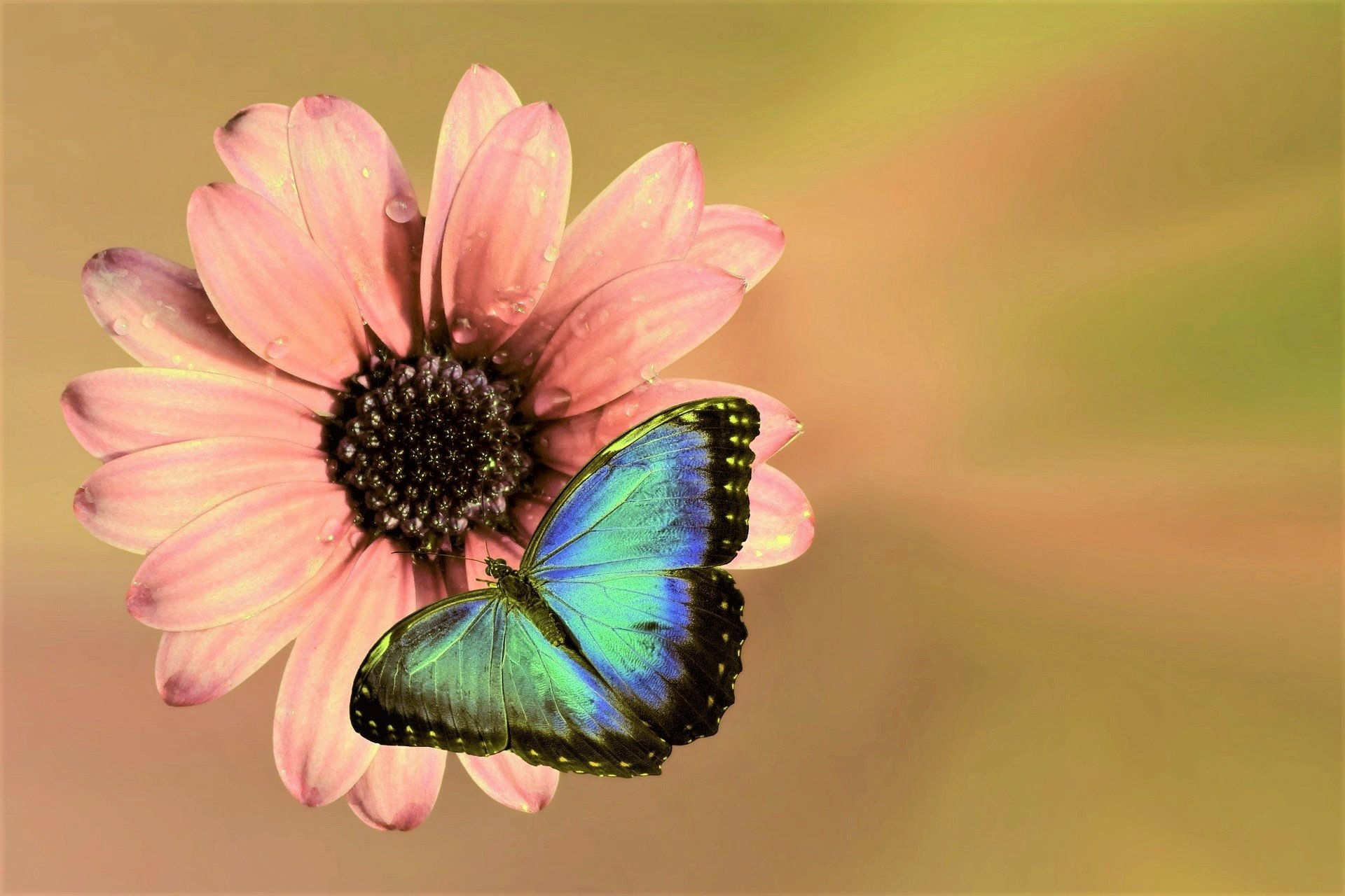 Radiant Butterfly on Pink Bloom | HD Nature Wallpaper