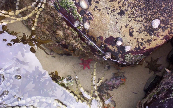 [260+] Shell Wallpapers