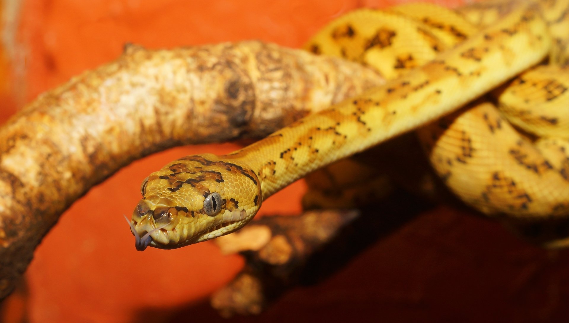 Download Reptile Snake Animal Python HD Wallpaper by Kapa65