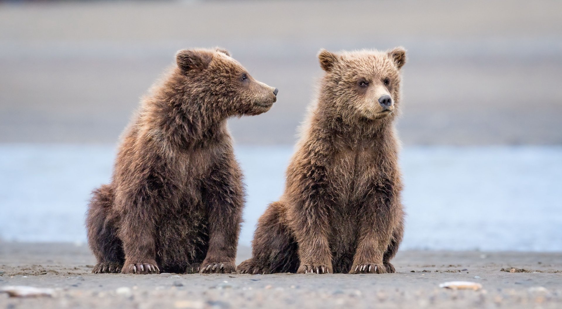 Wild Bear Cubs HD Wallpaper: Nature’s Playful Duo in Crisp Detail