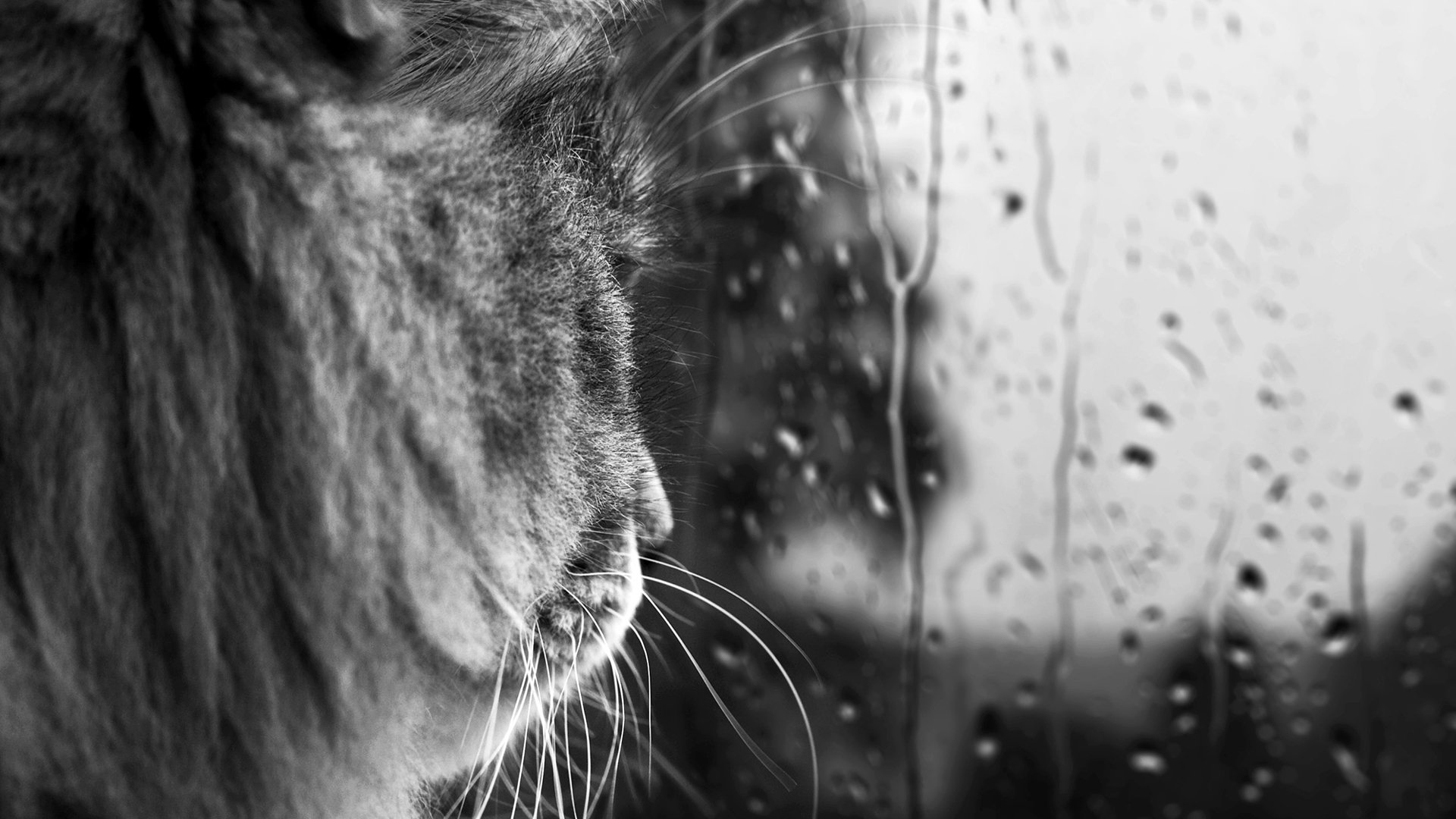 Serene Cat Reflection - HD Wallpaper