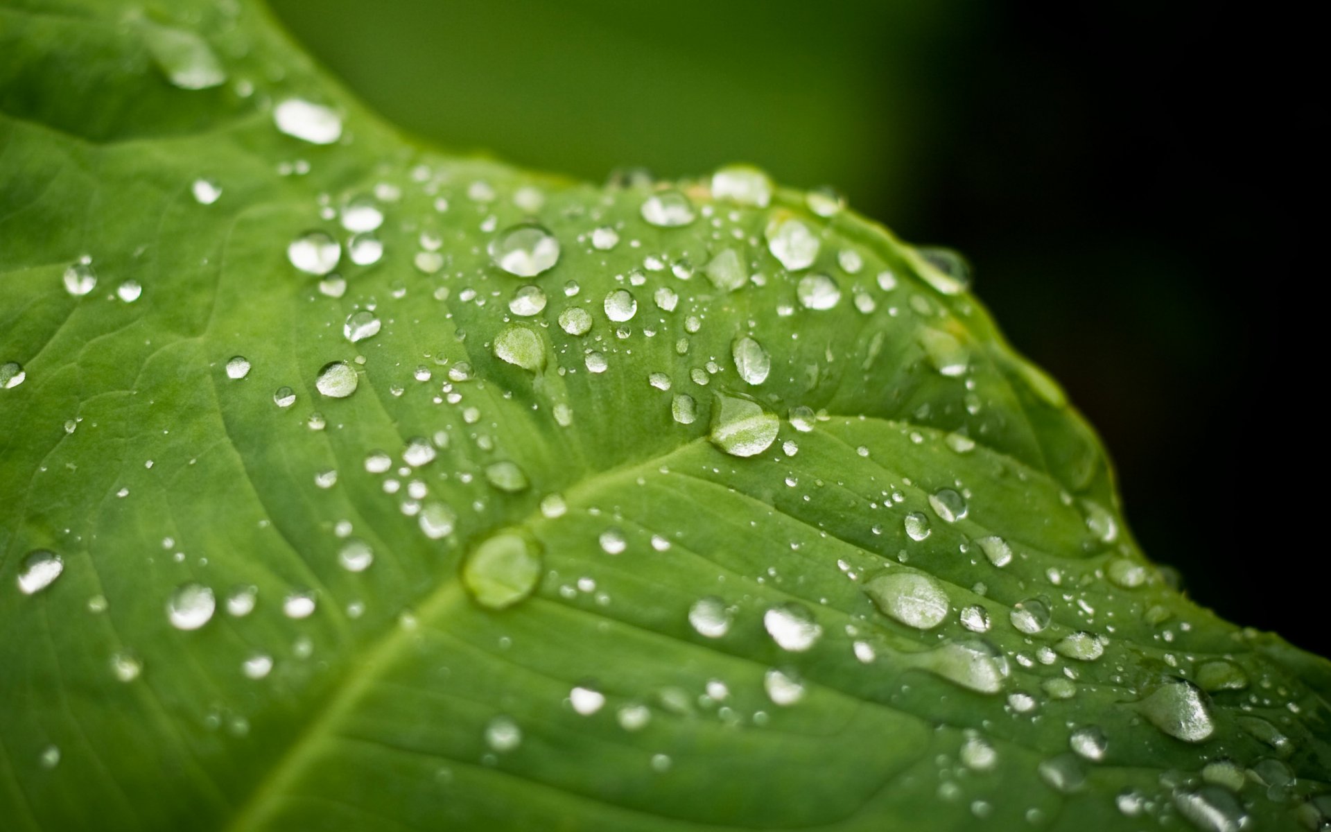 Download Nature Water Drop HD Wallpaper | 2560x1600 | Wallpaper Abyss