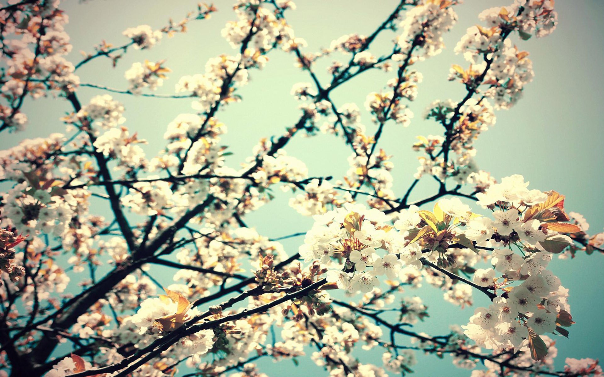 Fondos De Pantalla De Flores Tumblr Fondos De Pantalla De Flor De