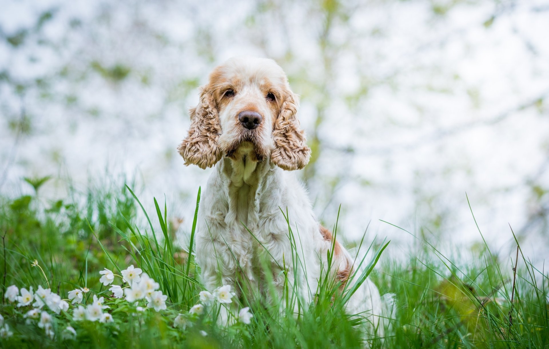 Download Depth Of Field Dog Animal Cocker Spaniel HD Wallpaper