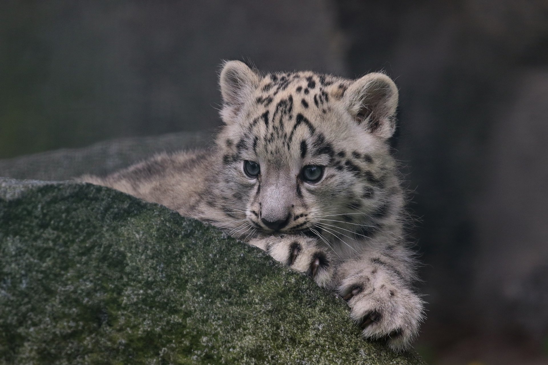 Animal Snow Leopard HD Wallpaper