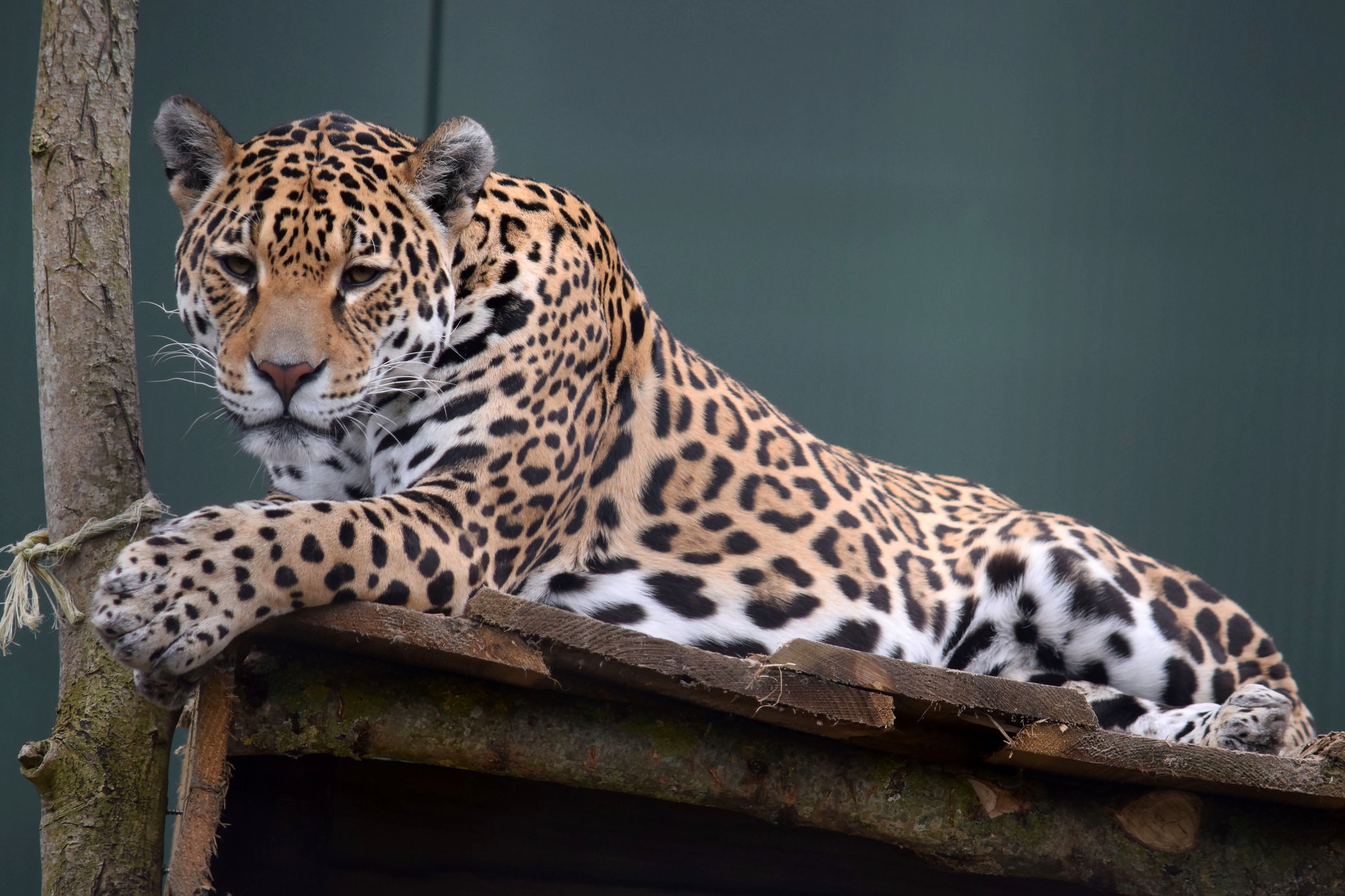 Majestic Leopard HD Wallpaper: Nature's Wild Elegance in High Definition