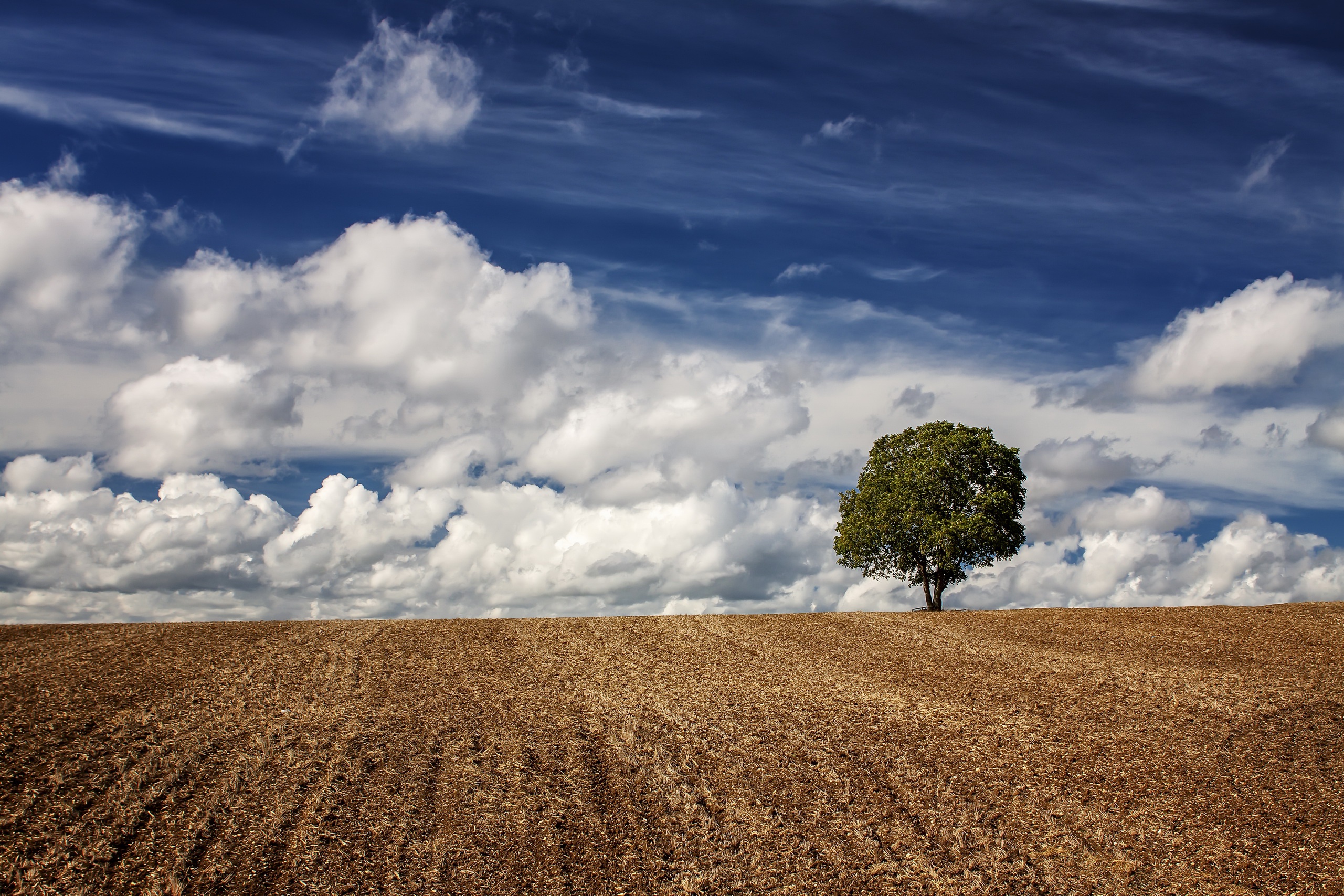 Download Cloud Sky Lonely Tree Tree Nature Field HD Wallpaper