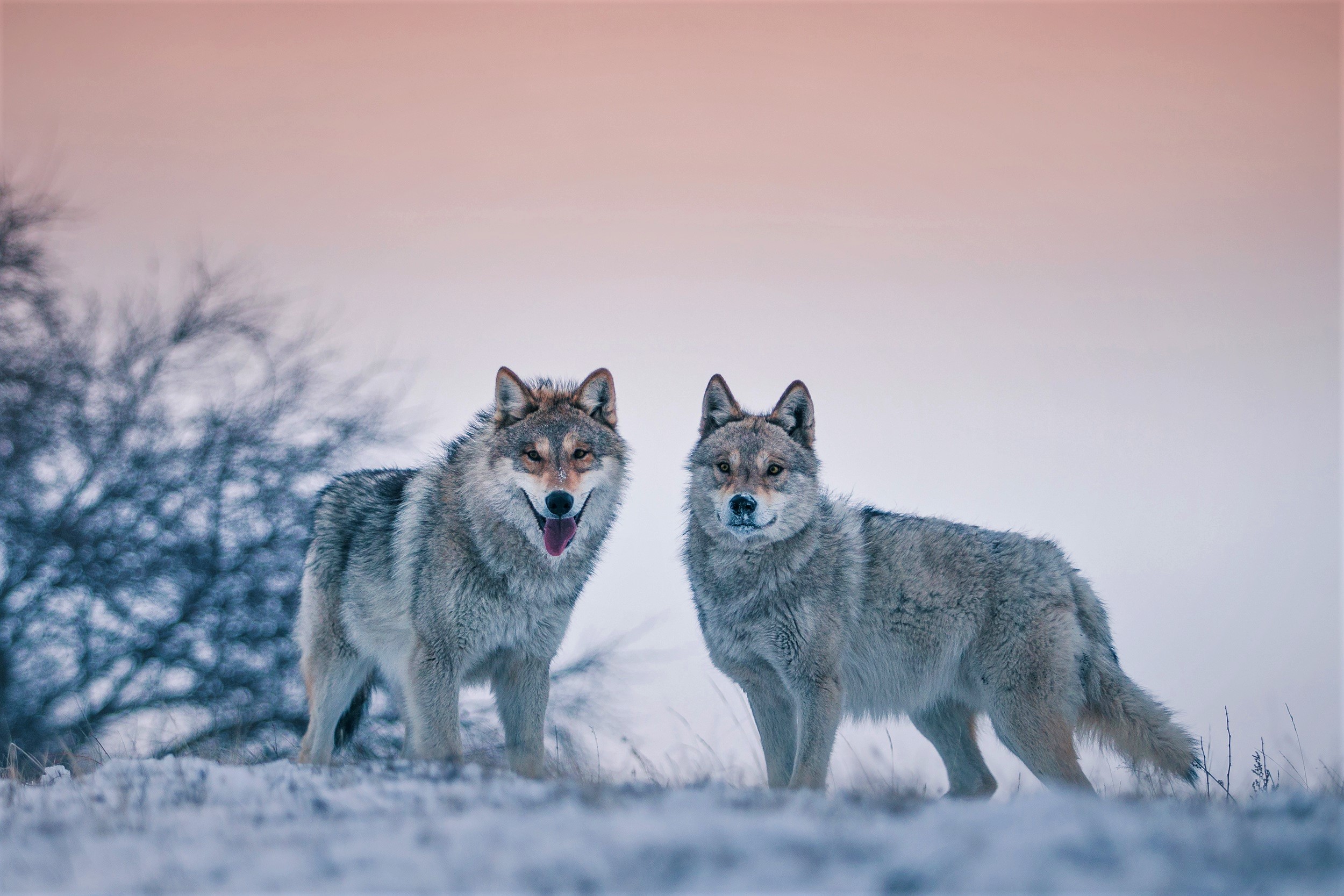 Wolves in Winter
