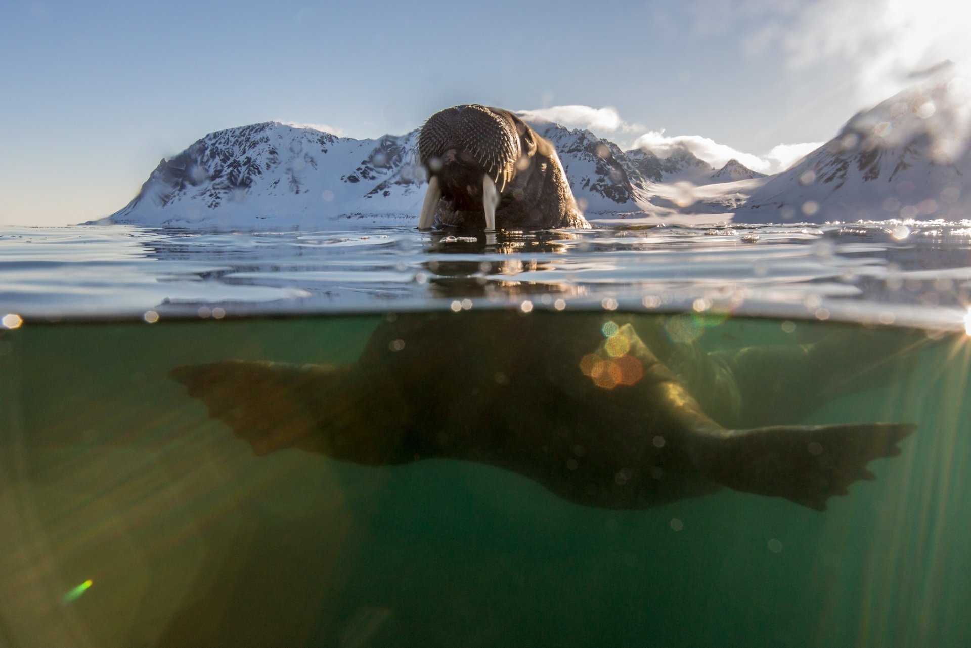 Majestic Walrus in Arctic Waters – Stunning HD Animal Wallpaper