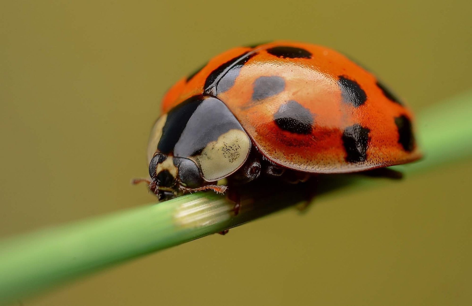 Download Macro Insect Animal Ladybug HD Wallpaper | 2000x1300 ...