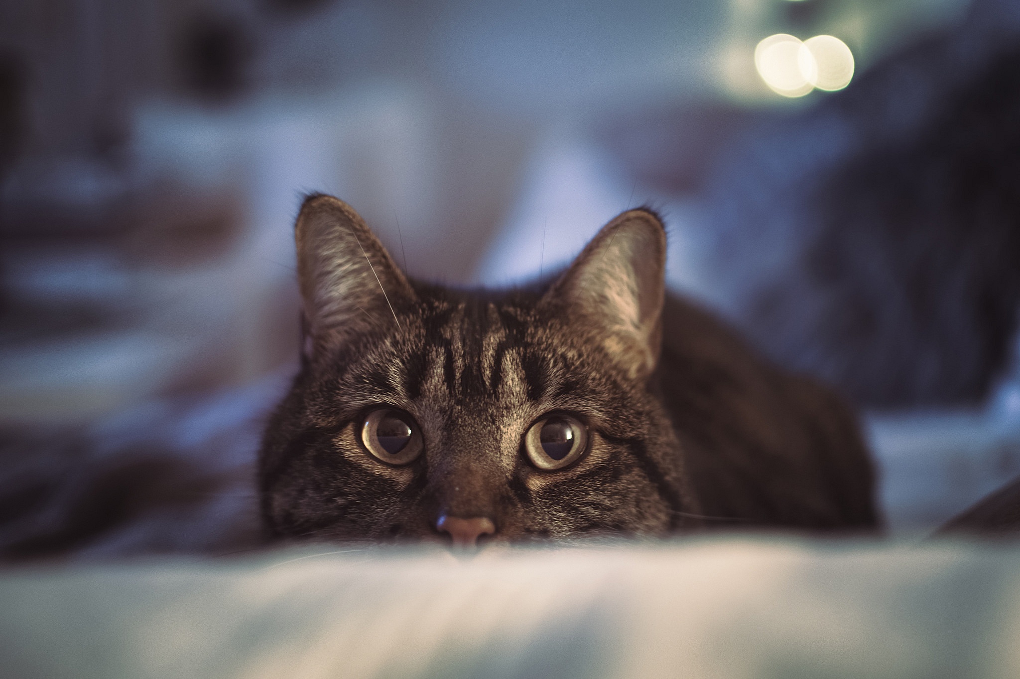 Download Stare Depth Of Field Animal Cat HD Wallpaper