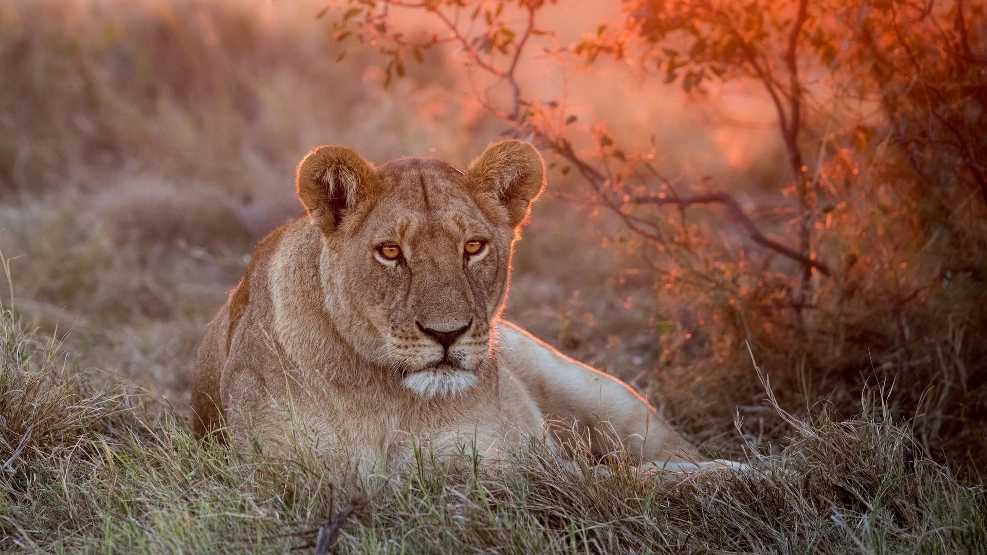 Majestic Lioness at Sunset - HD Wallpaper