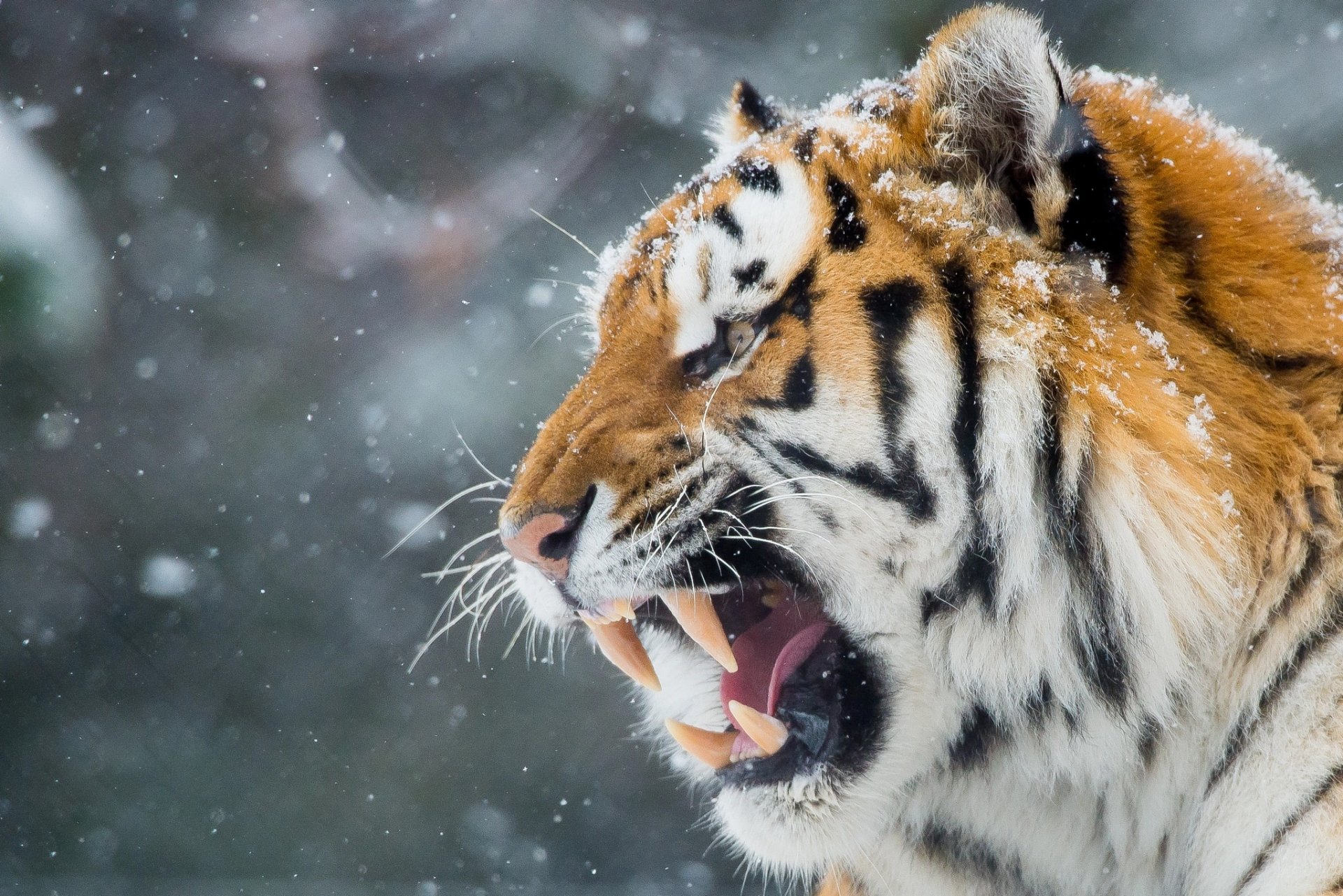 Roaring Tiger in Snowfall | HD Animal Wallpaper
