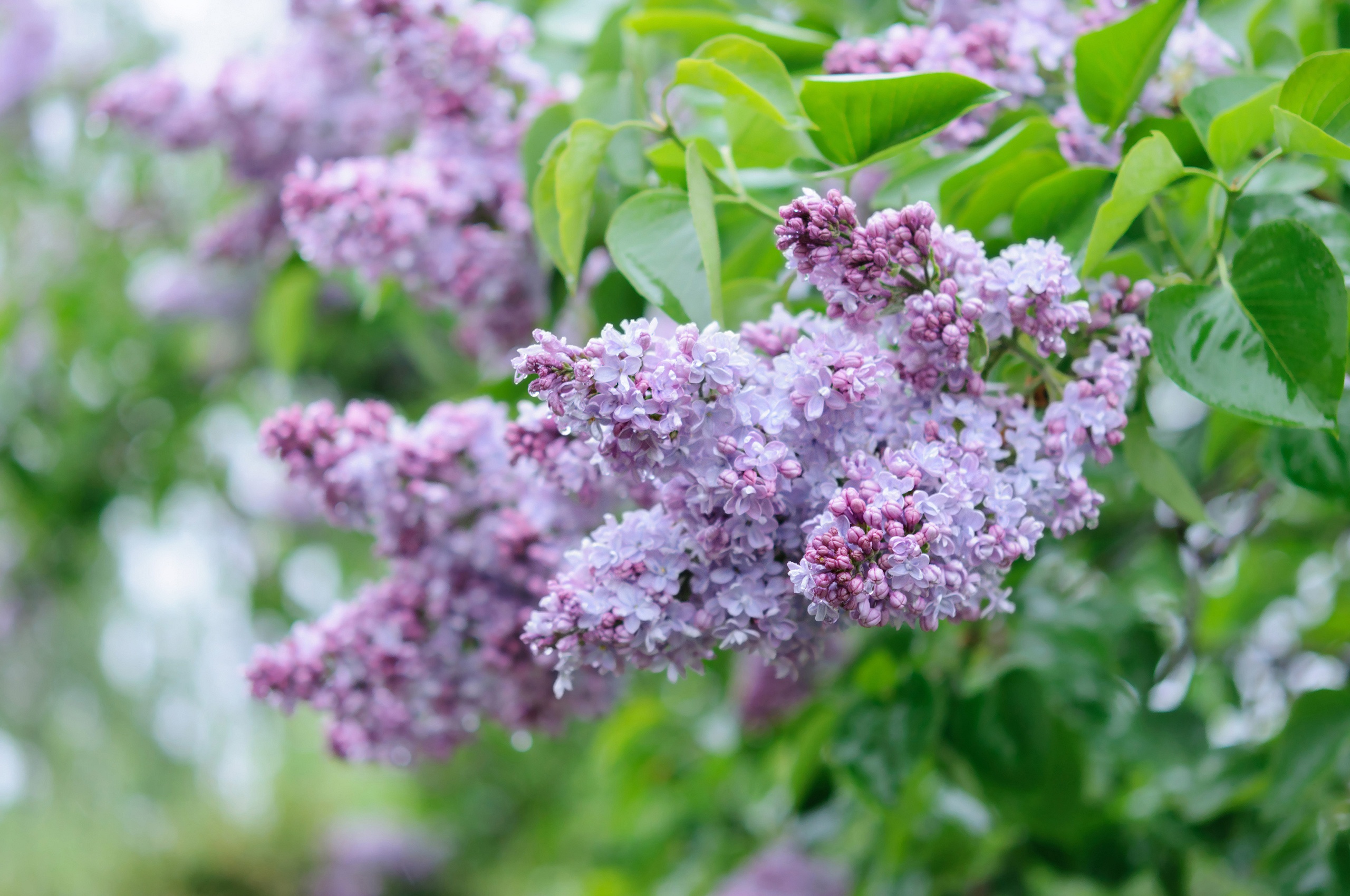 HD Lilac Blossom: Nature’s Pink Floral Beauty