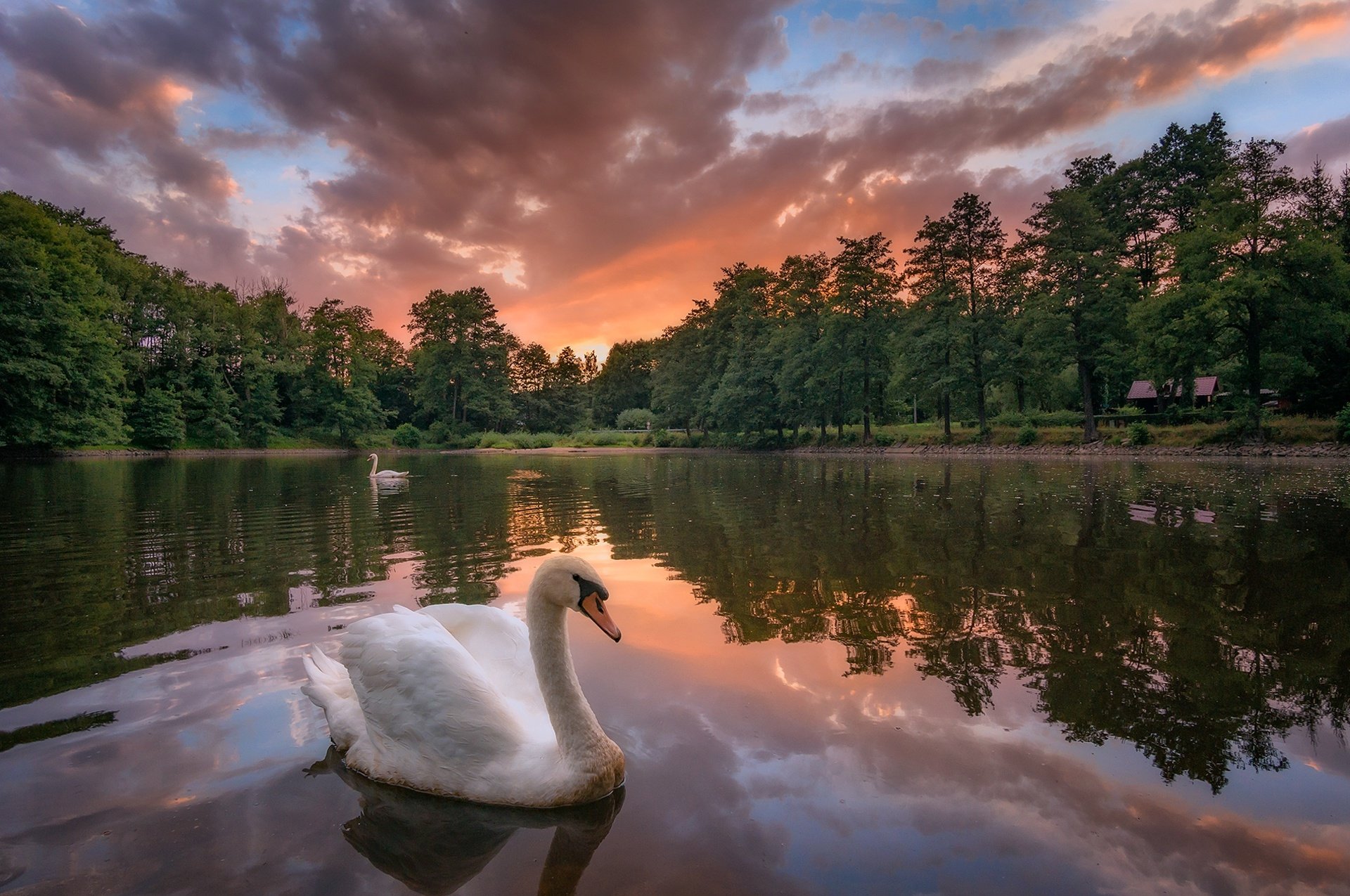 Serene Mute Swan at Sunset Reflection – HD Lake Wallpaper