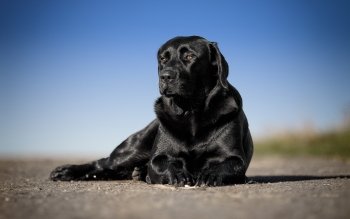 Labrador Retriever pfp