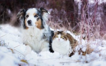 Download Border Collie Snow Winter Dog Cat Animal Cat & Dog PFP